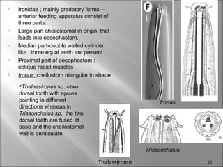 Predatory nematodes by AALIYA TAIYAB | PPT