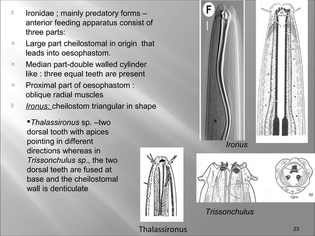 Predatory nematodes by AALIYA TAIYAB | PPT | Geology | Science