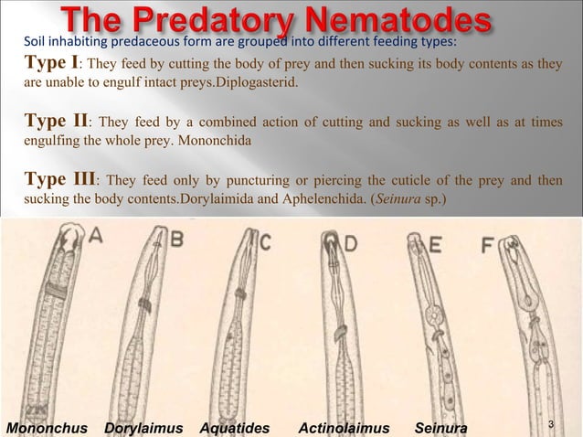 Predatory nematodes by AALIYA TAIYAB | PPT | Geology | Science