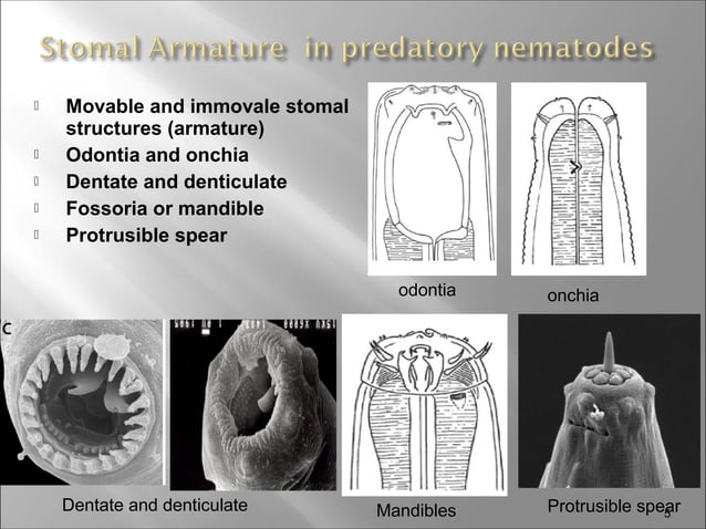 Predatory nematodes by AALIYA TAIYAB | PPT | Geology | Science
