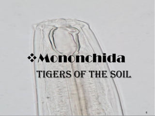 Predatory nematodes by AALIYA TAIYAB | PPT