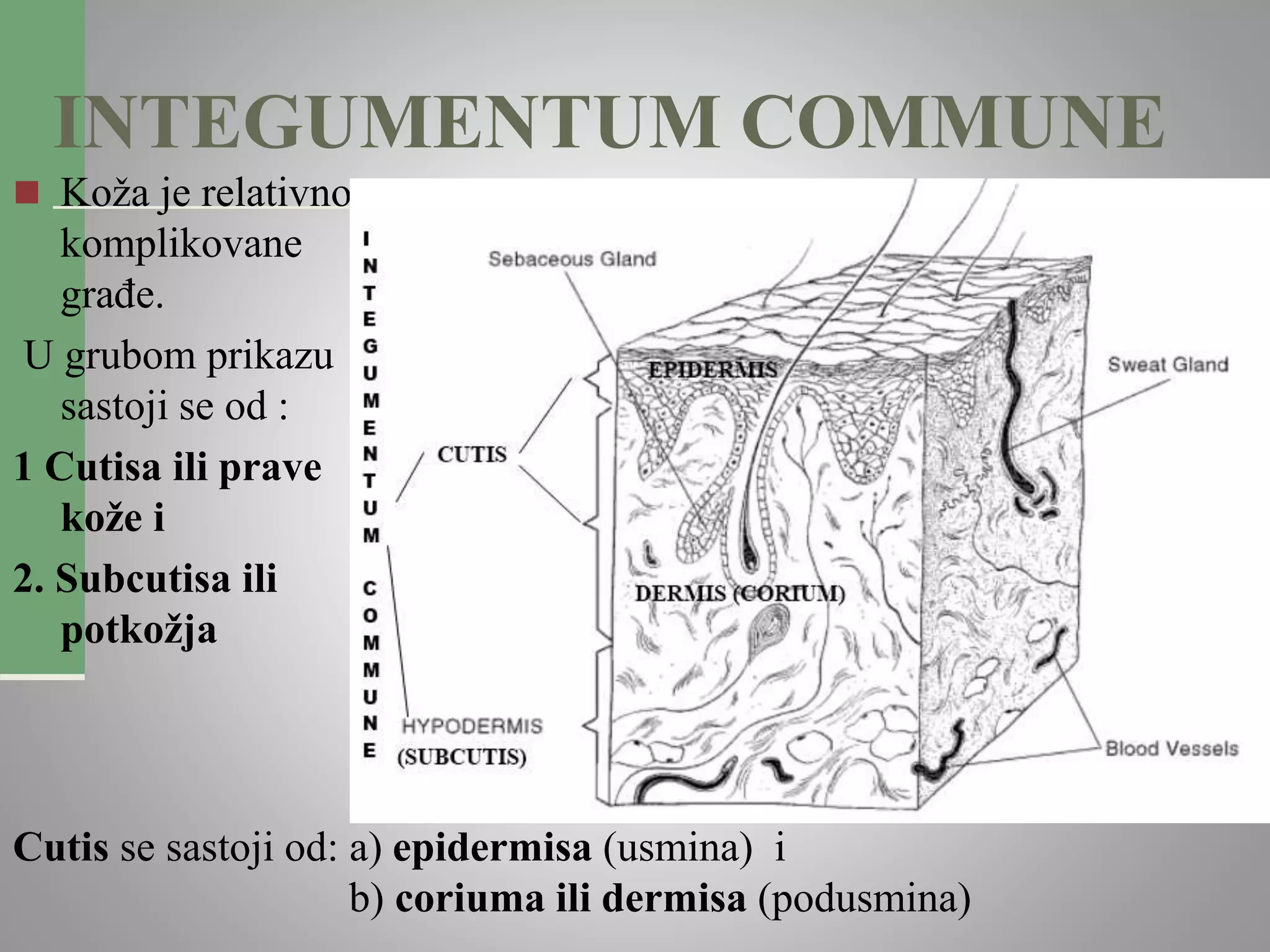 Predavanje integumentum communae.ptt pamela | PPTX