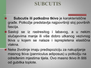 Predavanje integumentum communae.ptt pamela | PPTX