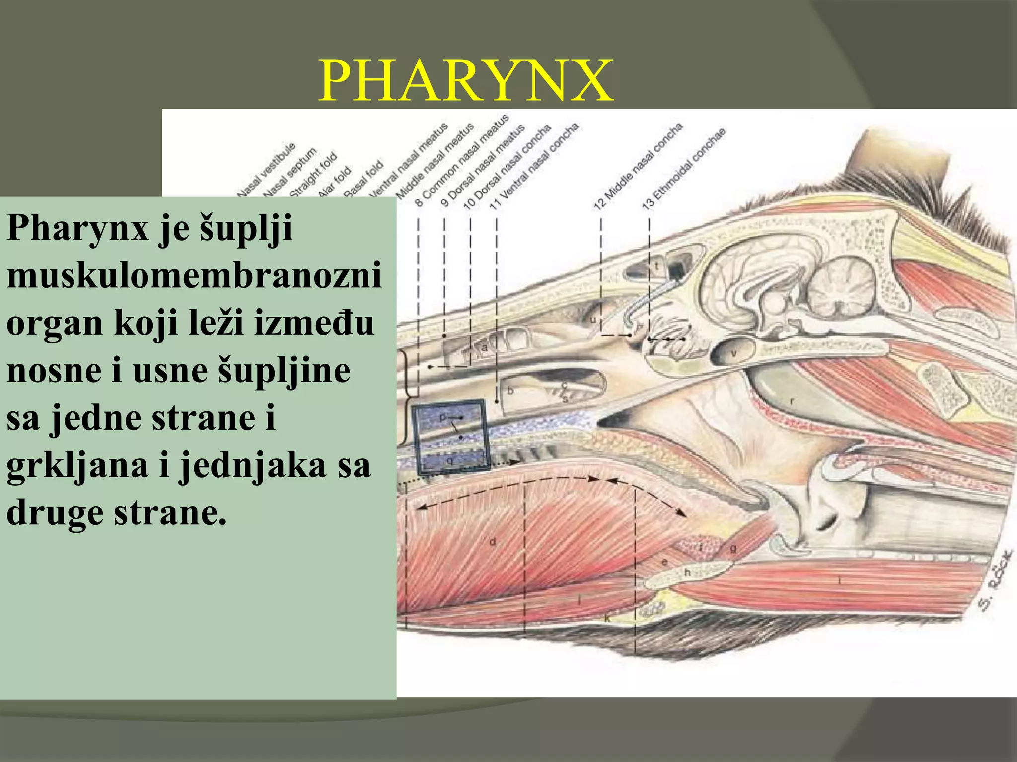 Predavanje pharynx | PPTX