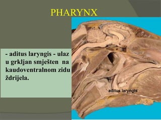Predavanje pharynx | PPTX