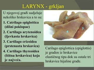 Predavanje pharynx | PPTX
