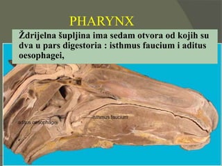 Predavanje pharynx | PPTX