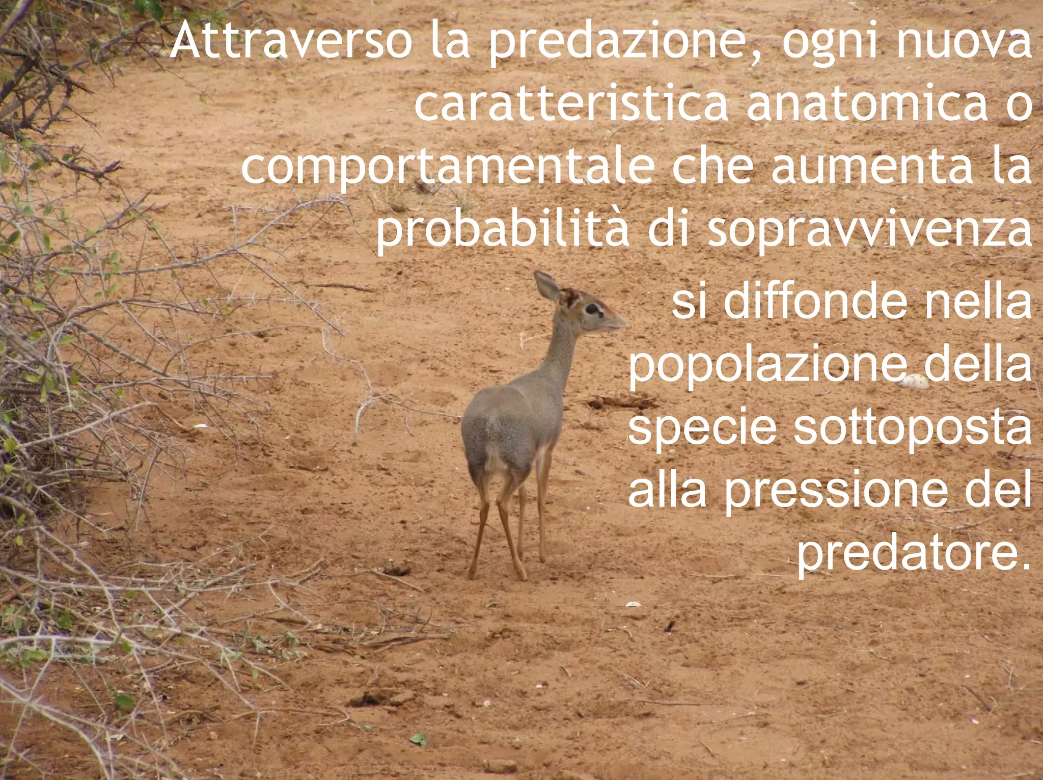 Prede e predatori | PDF