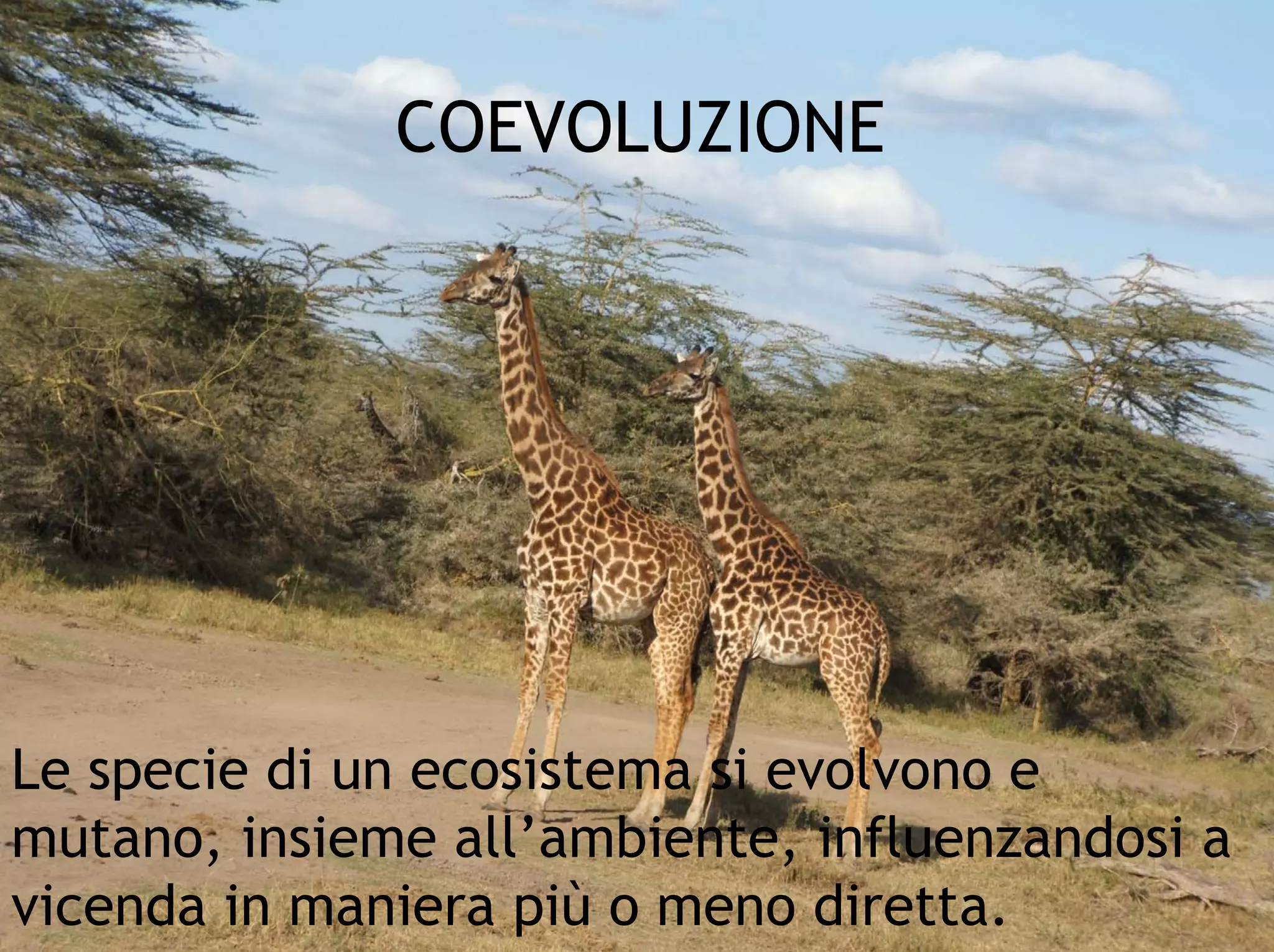 Prede e predatori | PDF