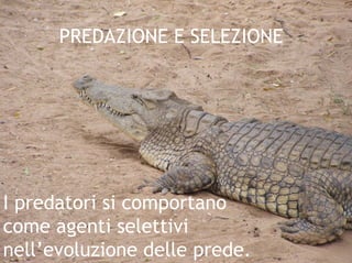 Prede e predatori | PDF