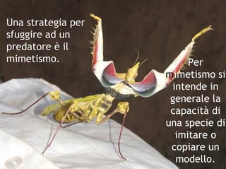 Prede e predatori | PDF