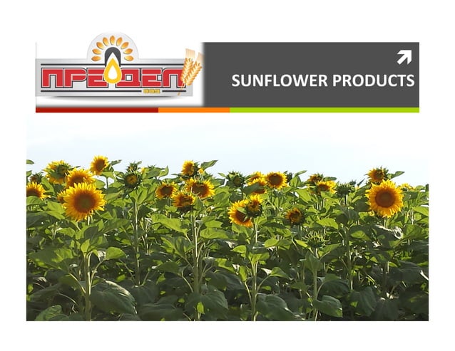Predel Sunflower Kernel | PPT