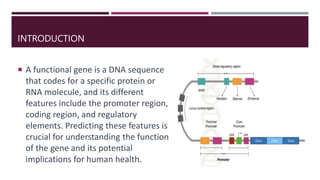 Prediction of different features of a functional gene.pptx