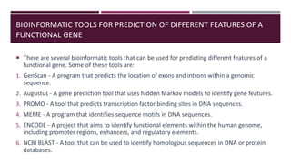 Prediction of different features of a functional gene.pptx