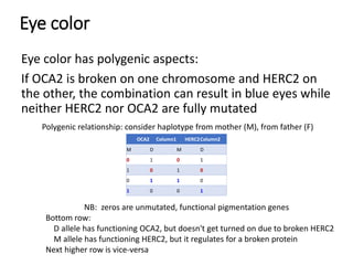 Predicting phenotype from genotype with machine learning | PPT