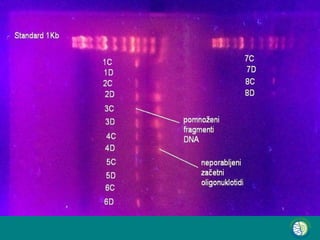 Gene expression control - practicum report | PPT