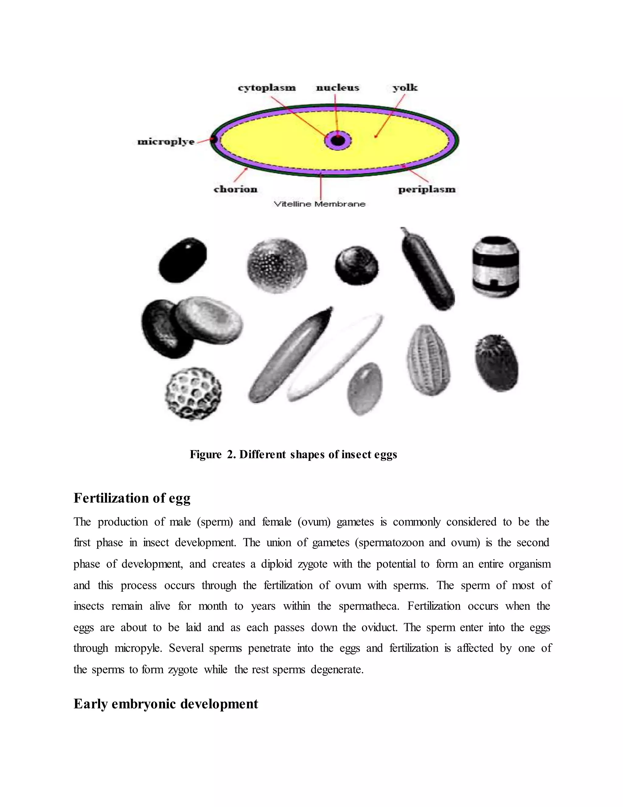 Pre embryonic development | PDF