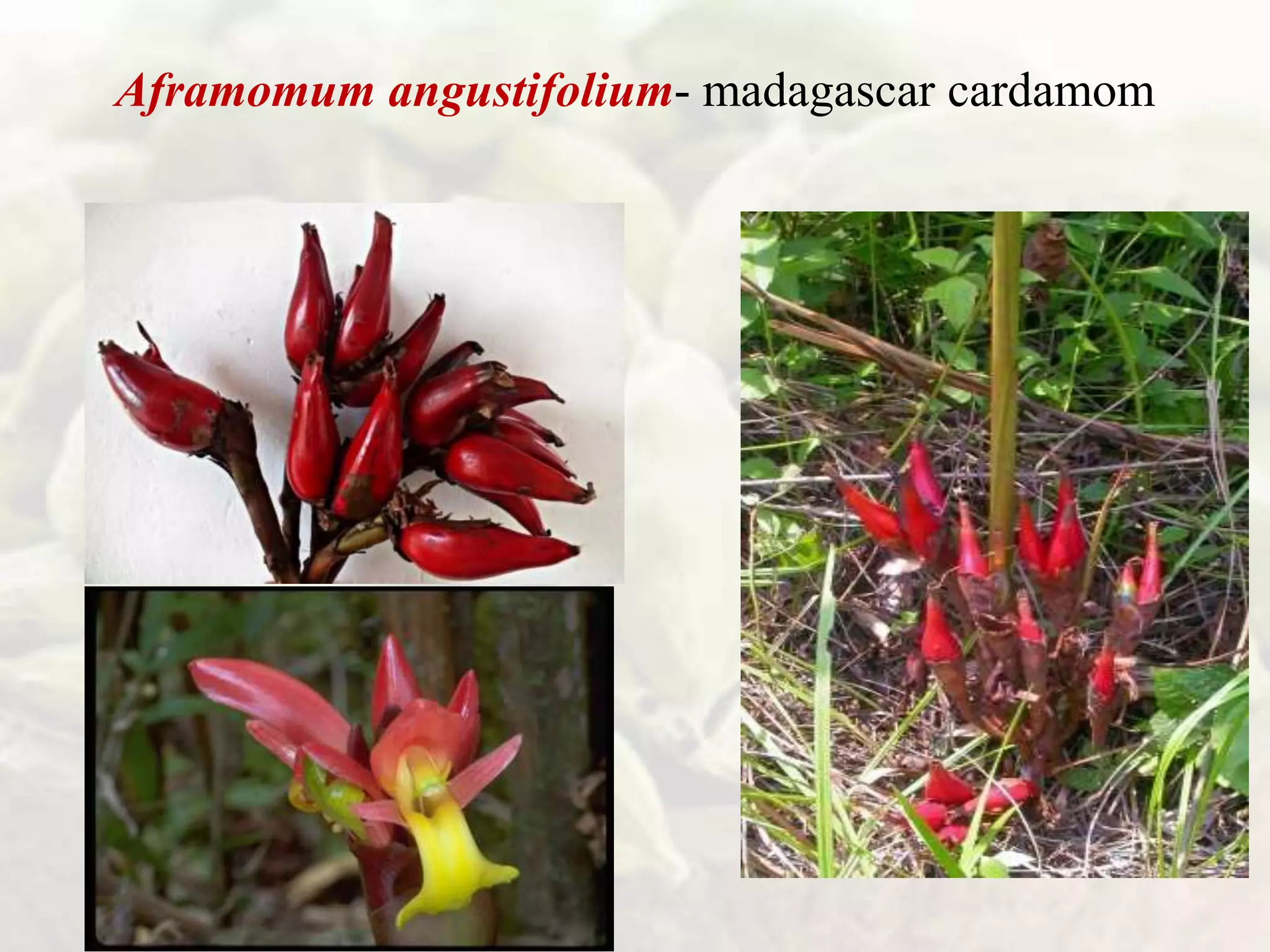 CROP IMPROVEMENT OF CARDAMOM breeding | PPTX