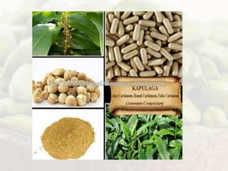 CROP IMPROVEMENT OF CARDAMOM breeding | PPTX