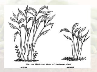 CROP IMPROVEMENT OF CARDAMOM breeding | PPTX