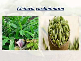 CROP IMPROVEMENT OF CARDAMOM breeding | PPTX