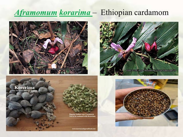 CROP IMPROVEMENT OF CARDAMOM breeding | PPTX | Agriculture | Industries