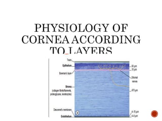 preeti cornea ..physiology of cornea.ppt