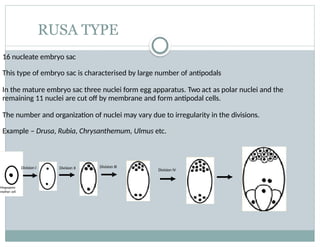 Preeti Sahu-types of embryo sac.pptx from biology | PPTX