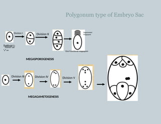 Preeti Sahu-types of embryo sac.pptx from biology | PPTX