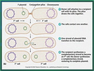 Genetic Recombination In Prokaryotes