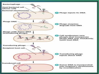 Genetic Recombination In Prokaryotes