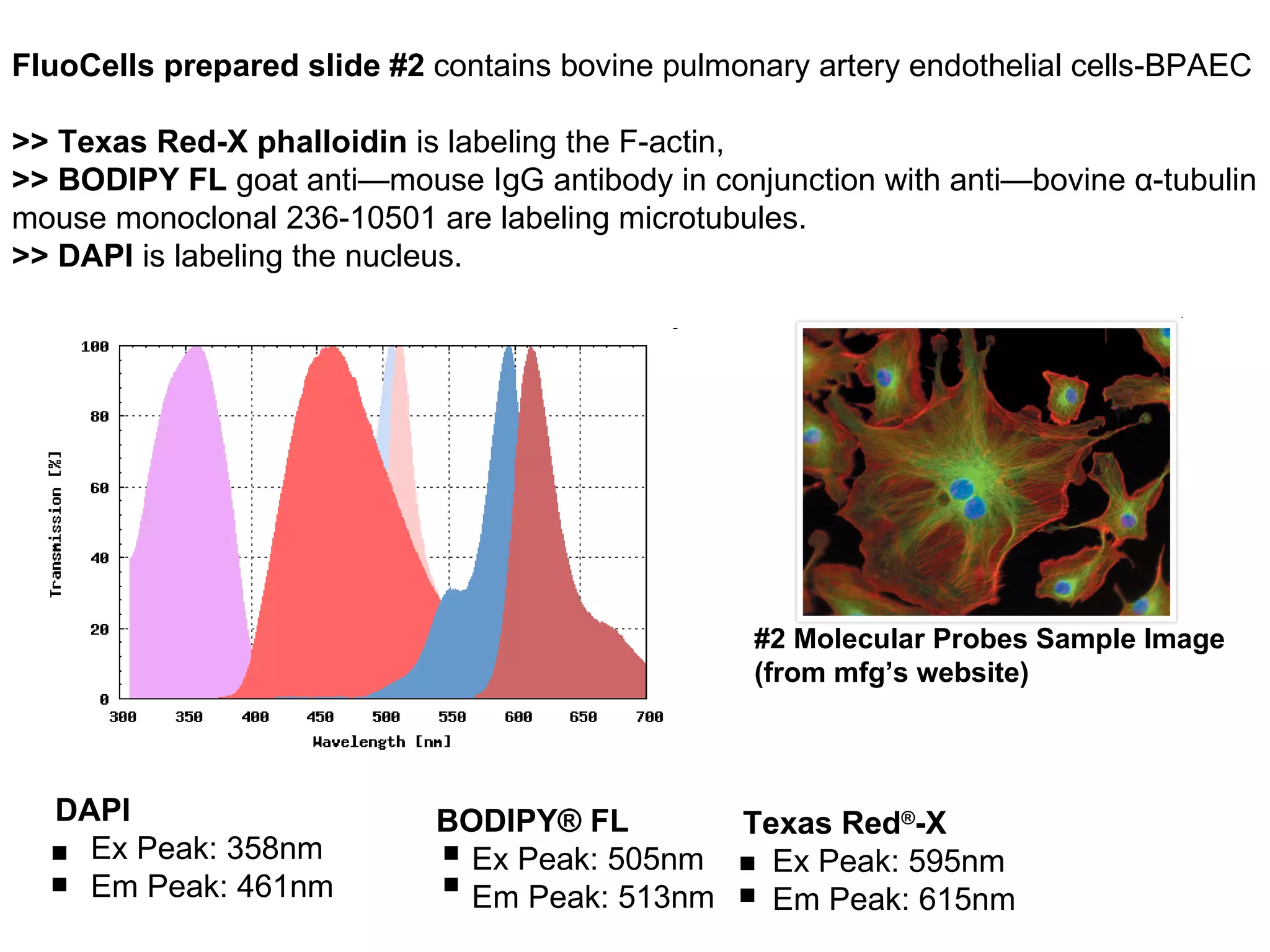 Project PreFab Fluoresence | PPT
