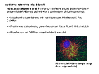 Project PreFab Fluoresence | PPT