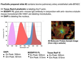 Project PreFab Fluoresence | PPT