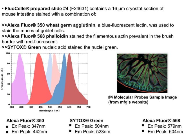 Project PreFab Fluoresence | PPT