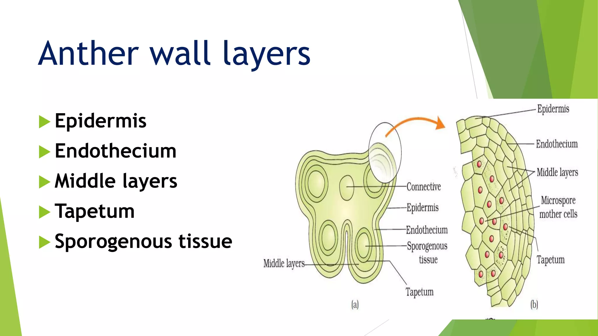 Pre fertilization structures in plants.. (Flower structure and male and ...