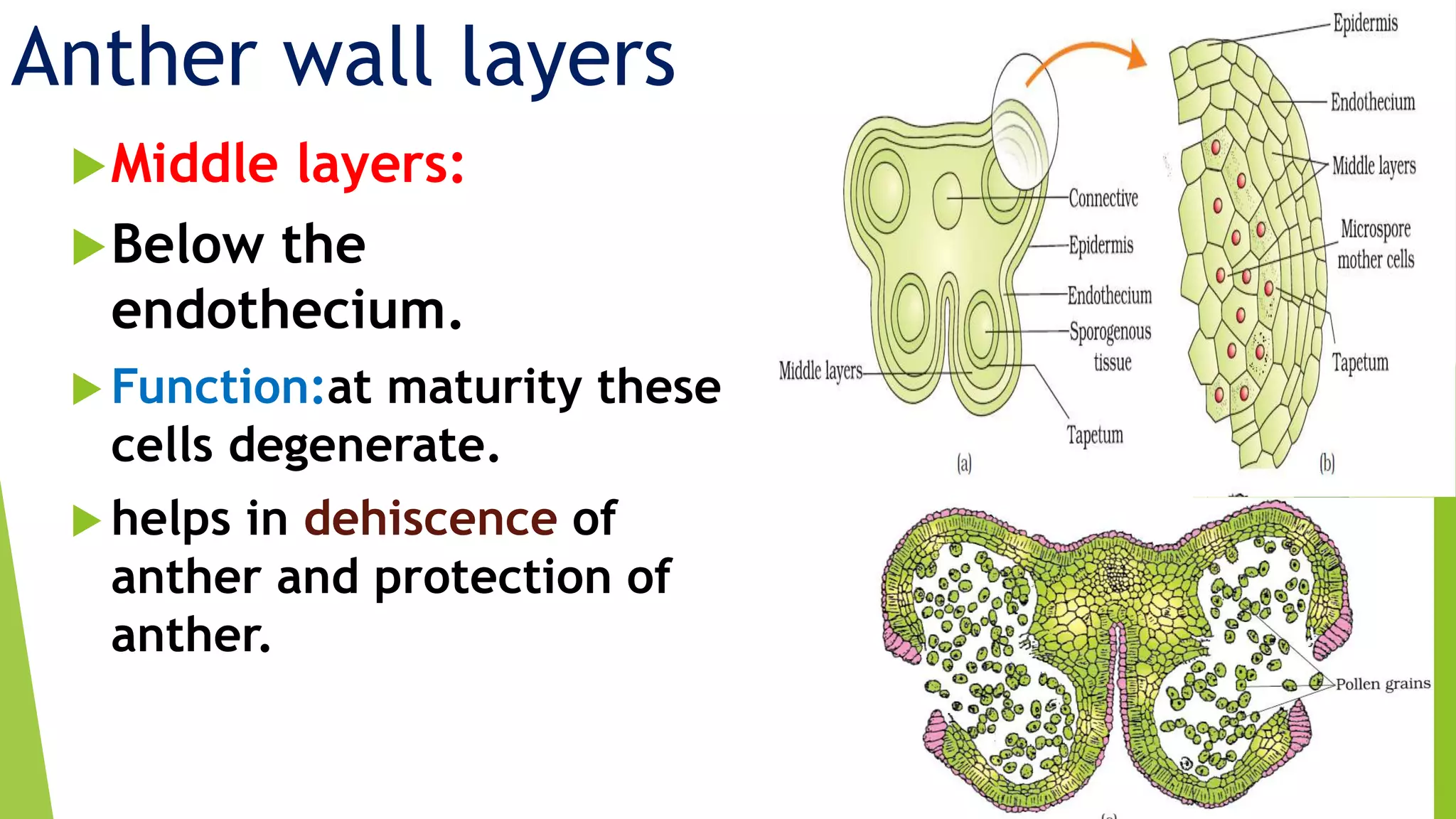 Pre fertilization structures in plants.. (Flower structure and male and ...
