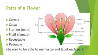Pre fertilization structures in plants.. (Flower structure and male and ...