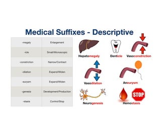 Anatomical terms preffix and suffix and meanings | PPTX