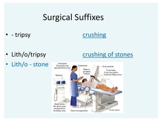 Anatomical terms preffix and suffix and meanings | PPTX