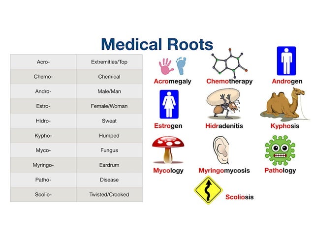 Anatomical terms preffix and suffix and meanings | PPTX