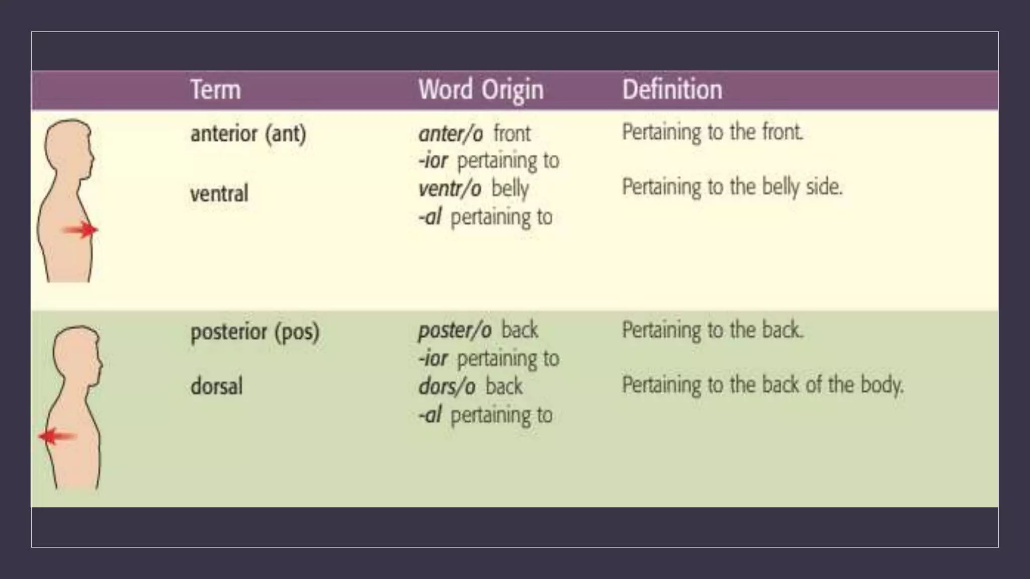 Prefixes and directional terms.pptx