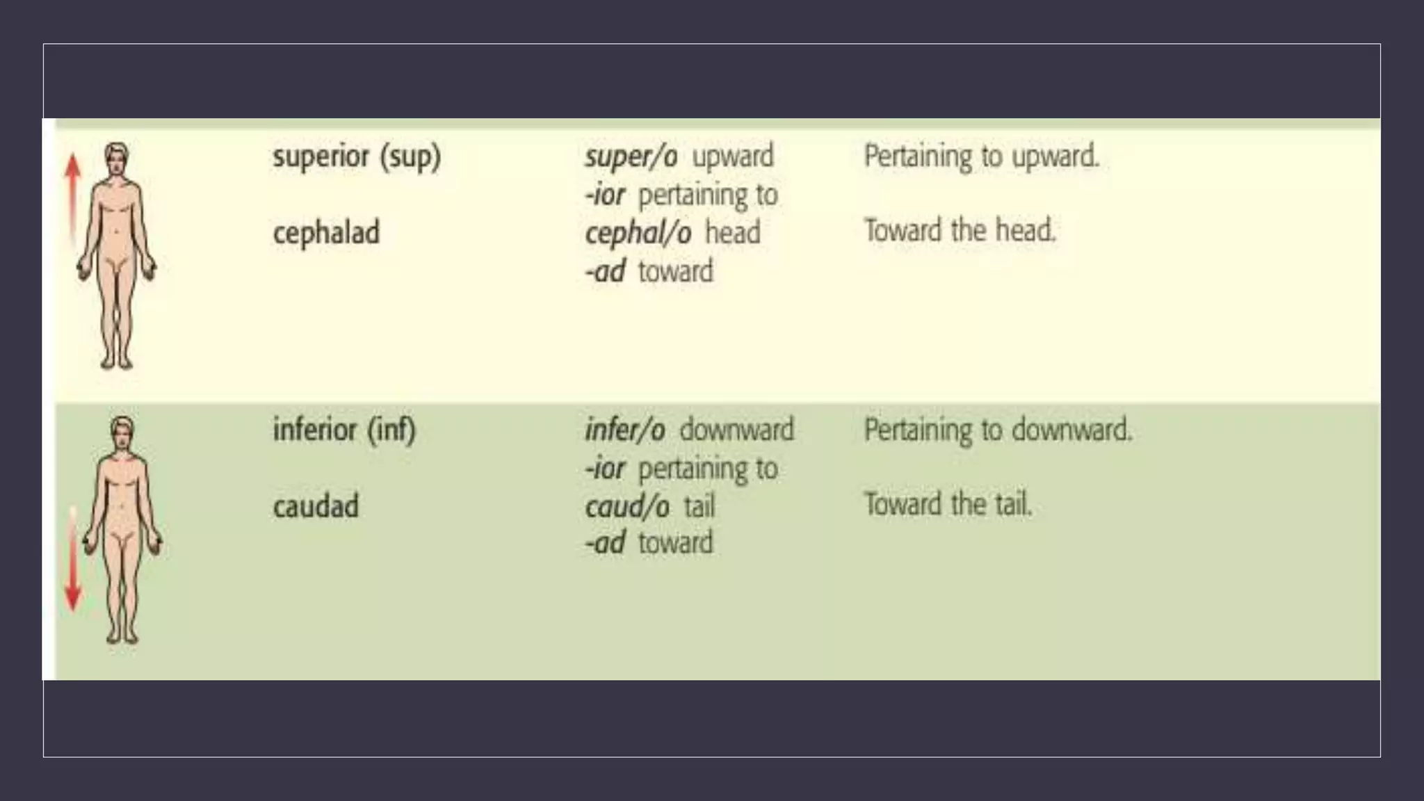 Prefixes and directional terms.pptx