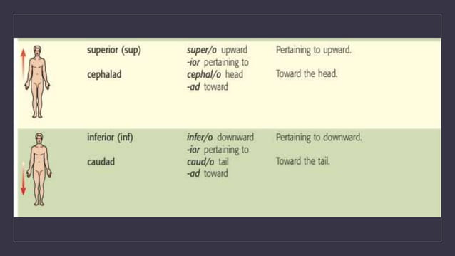 Prefixes and directional terms.pptx
