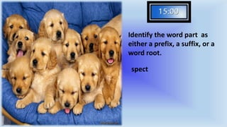 Prefixes, Suffixes, and Word Roots | PPTX