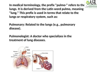 Presentation of prefix pulmo and prefix reno | PPT