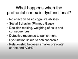 Prefrontal Cortex | PPT