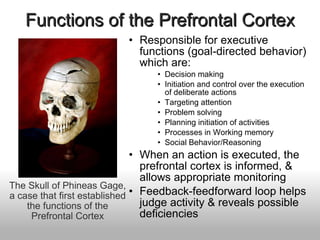 Prefrontal Cortex | PPT