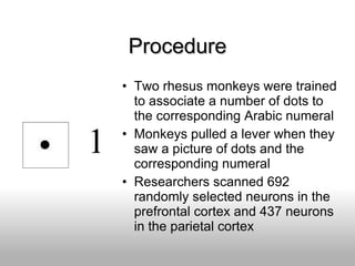 Prefrontal Cortex | PPT