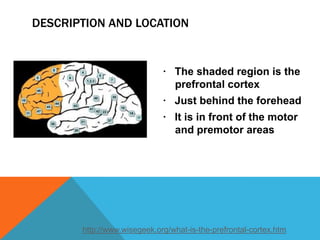 Prefrontal cortex | PPTX